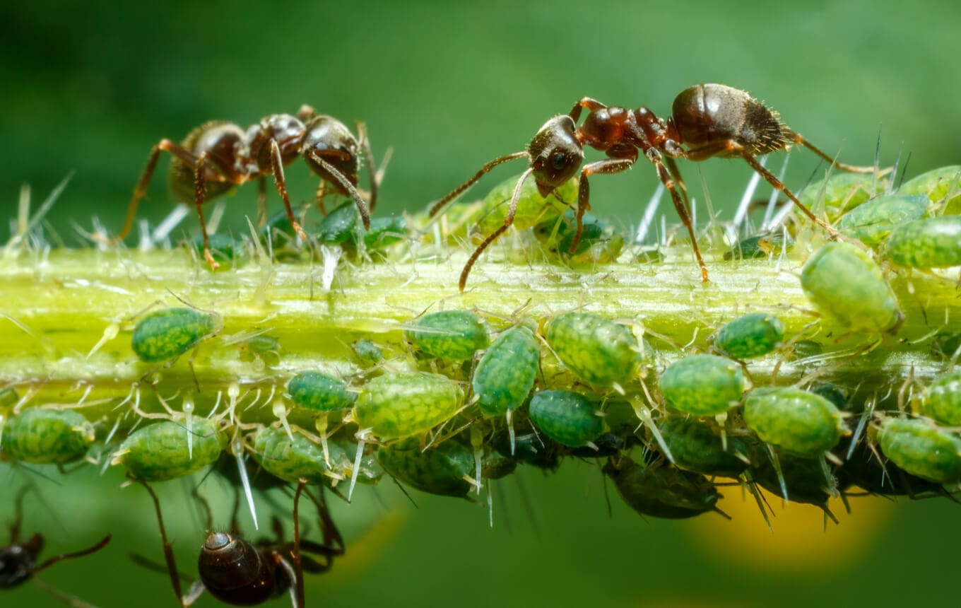 Insectos arrastrables | Anviana